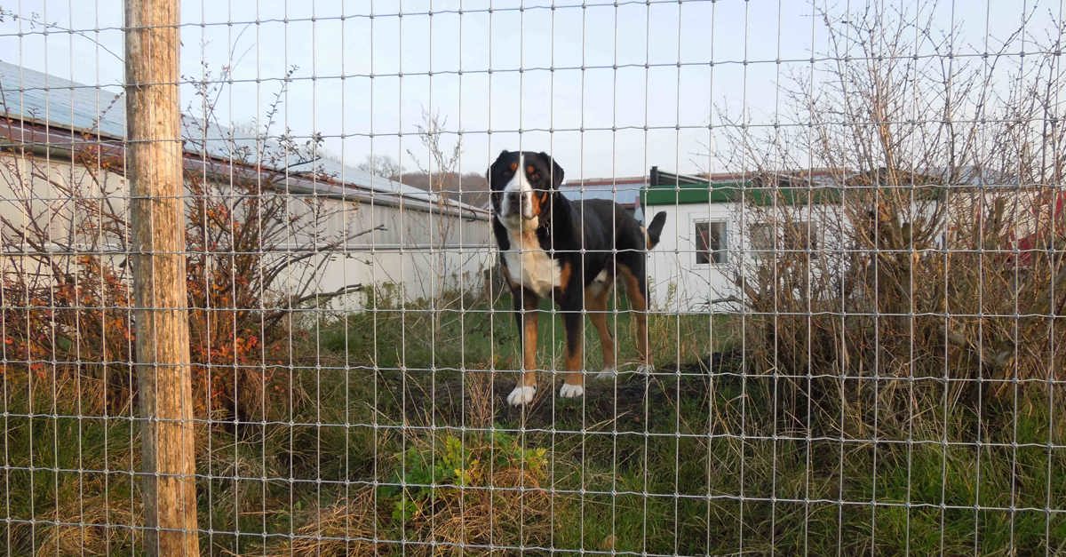 Multinet - kvalitetshegn til store hunde | Poda®